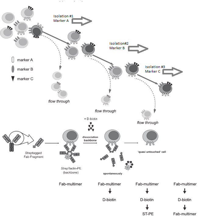 CD8 Fab Streptamer Isolation Kit MB, human