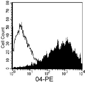 Oligodendrocyte Marker O4 Antibody for Flow Cytometry