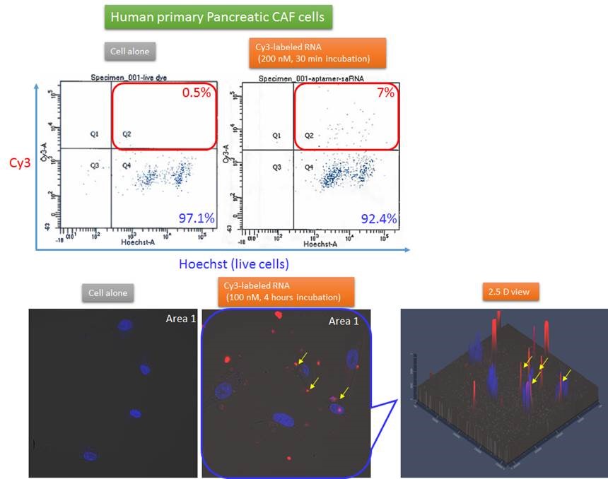 Human Pancreatic Stellates-A type of Cancer Associated Firbroblasts or CAFs