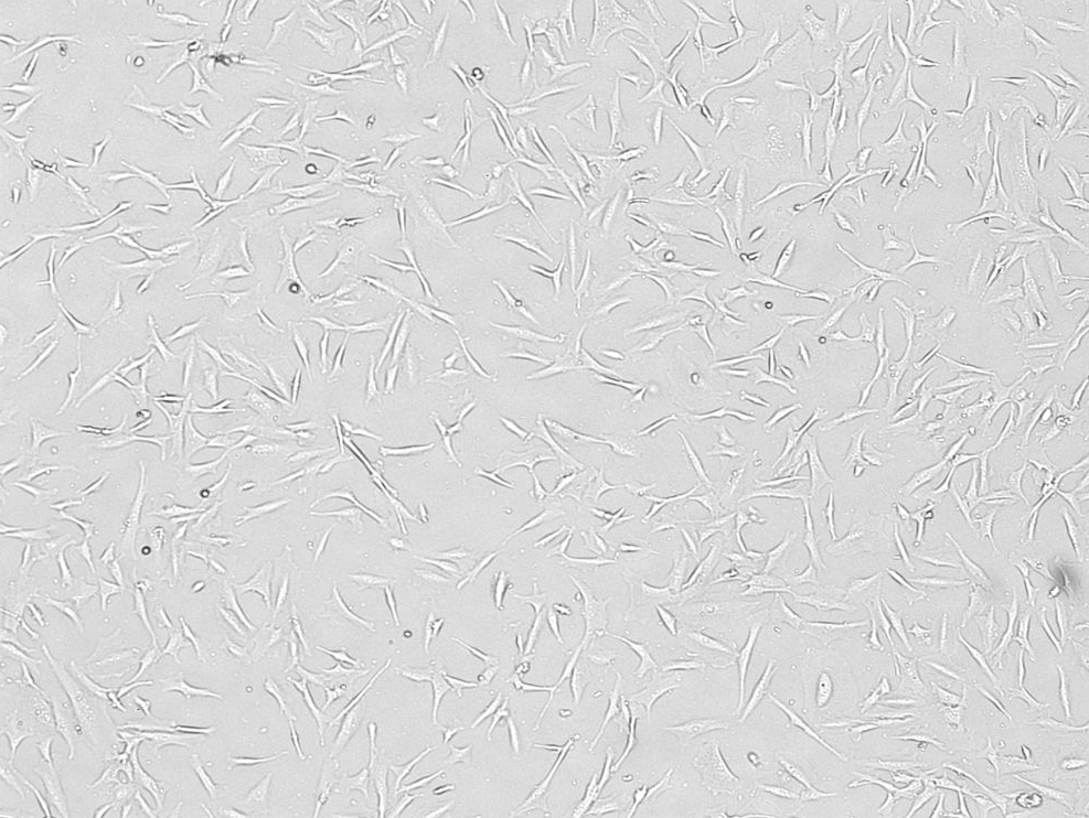 Human Pericytes Cell Data