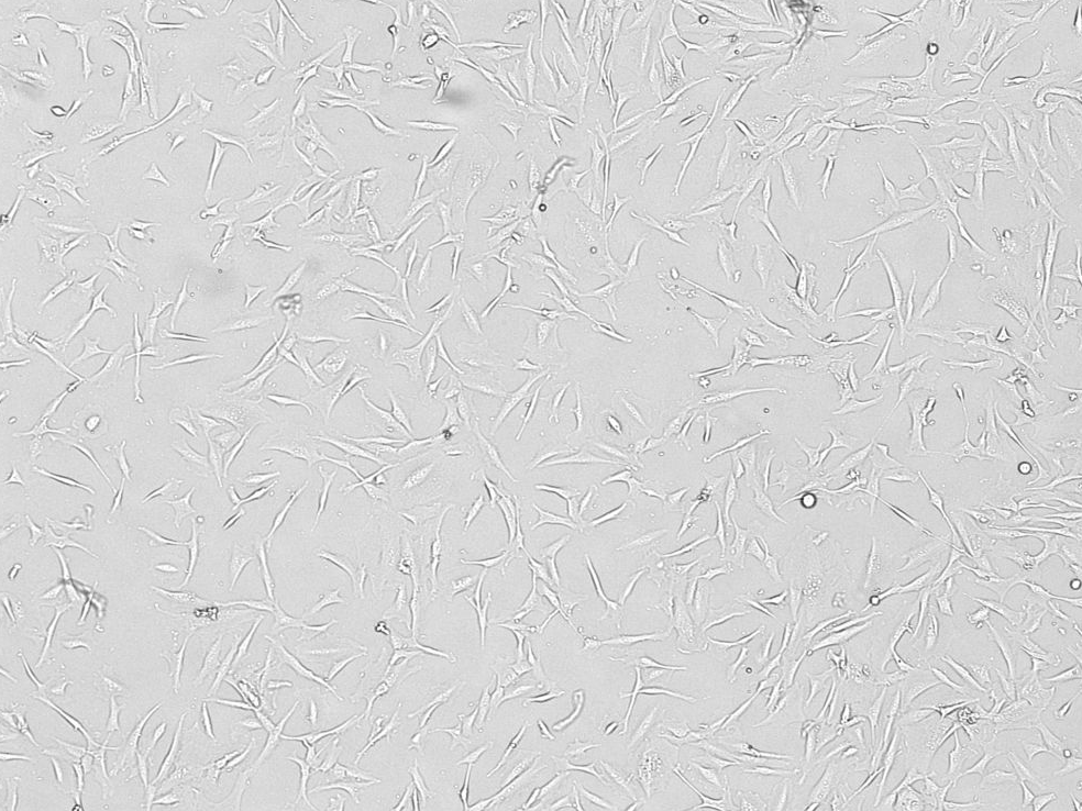 Human Pericytes Cell Data