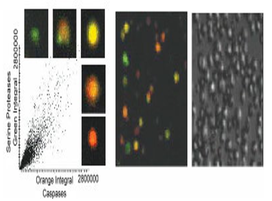 Neuromics Products Page