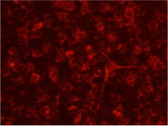 Neuromics Products Page