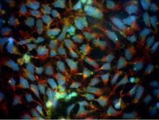 Neuromics Products Page