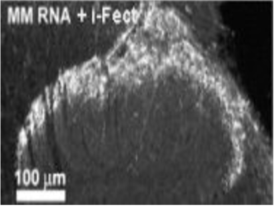 Neuromics Products Page