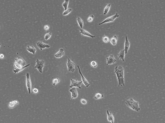 Fetal Bovine Serum (FBS) Data