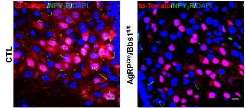 NPY Y2 Receptor Customer Data/Images