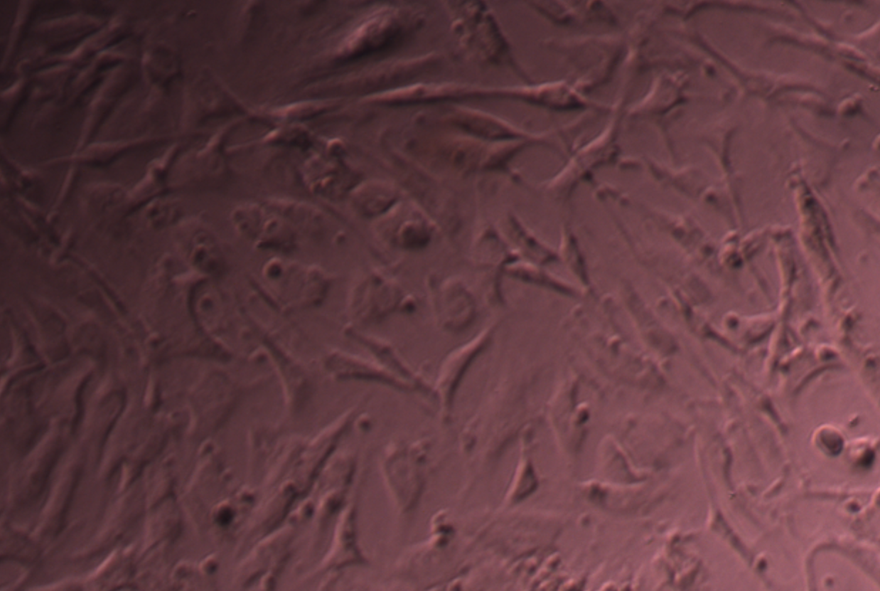 Fetal Bovine Serum (FBS) Data