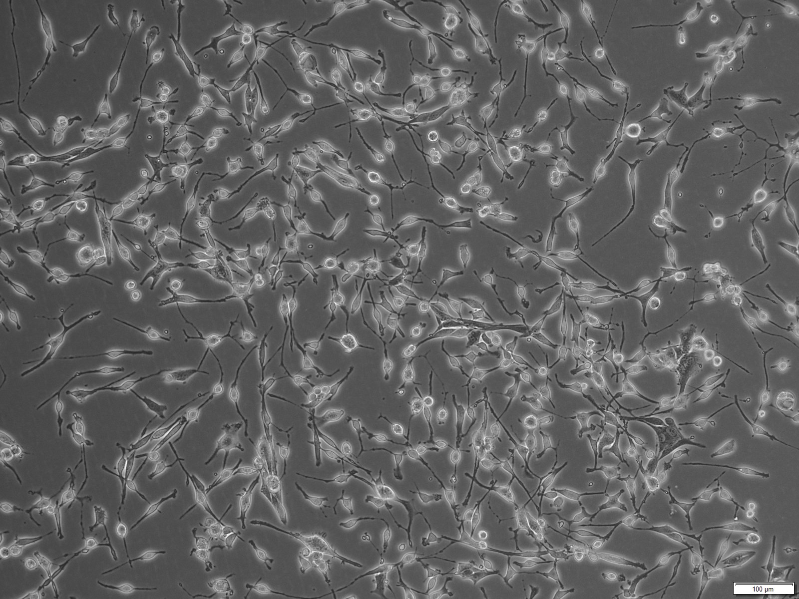 Fetal Bovine Serum (FBS) Data