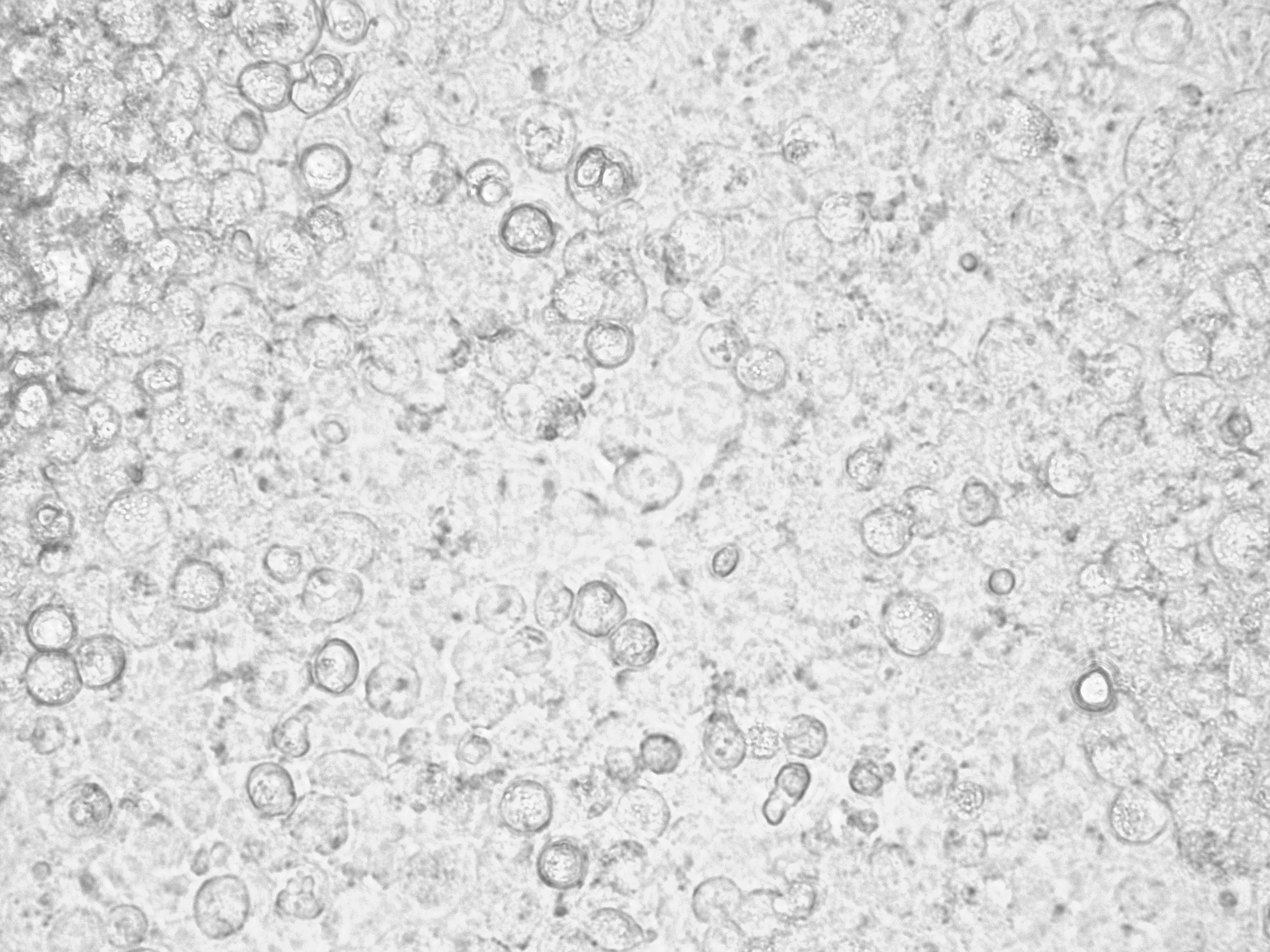 Fetal Bovine Serum (FBS) Data